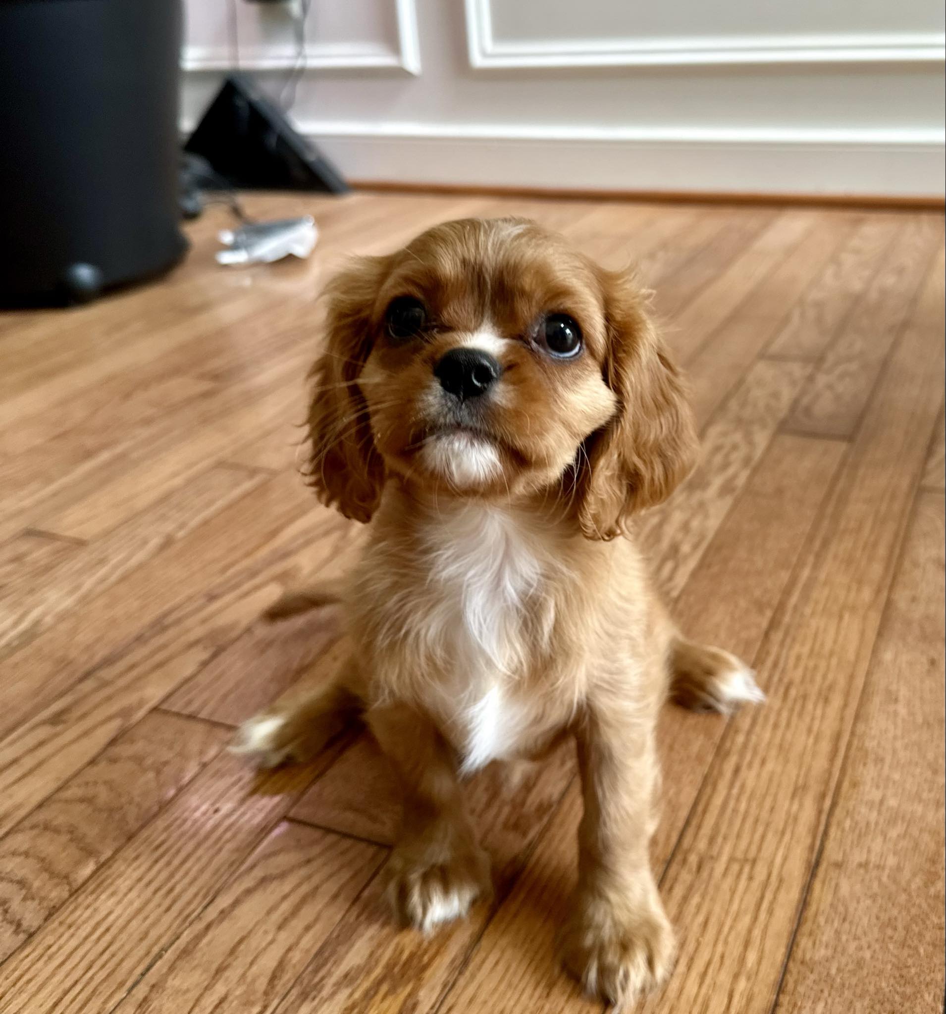 Karrimah AKC Cavalier King Charles Spaniels - Available
